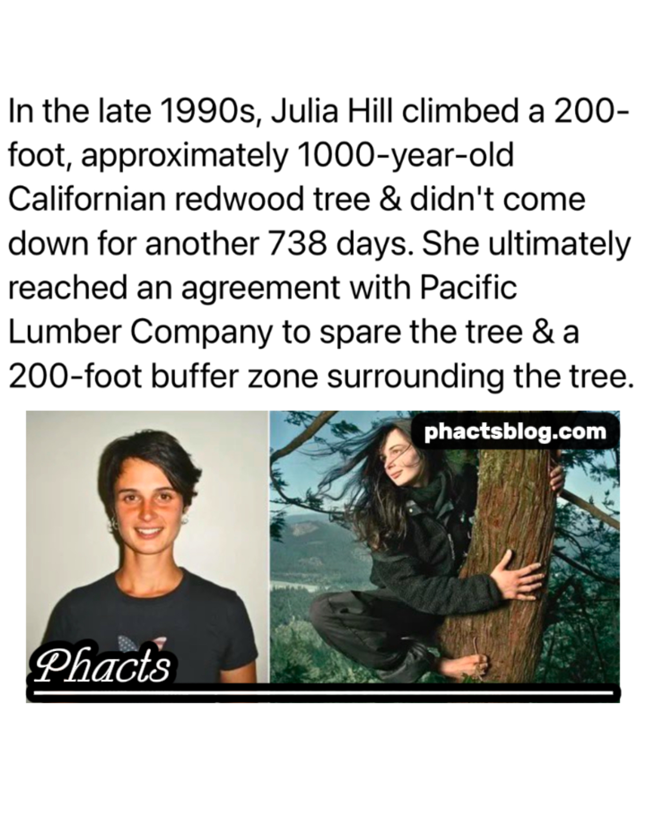The Woman Who Lived in a Tree for Over Two Years to Save It - PHACTS